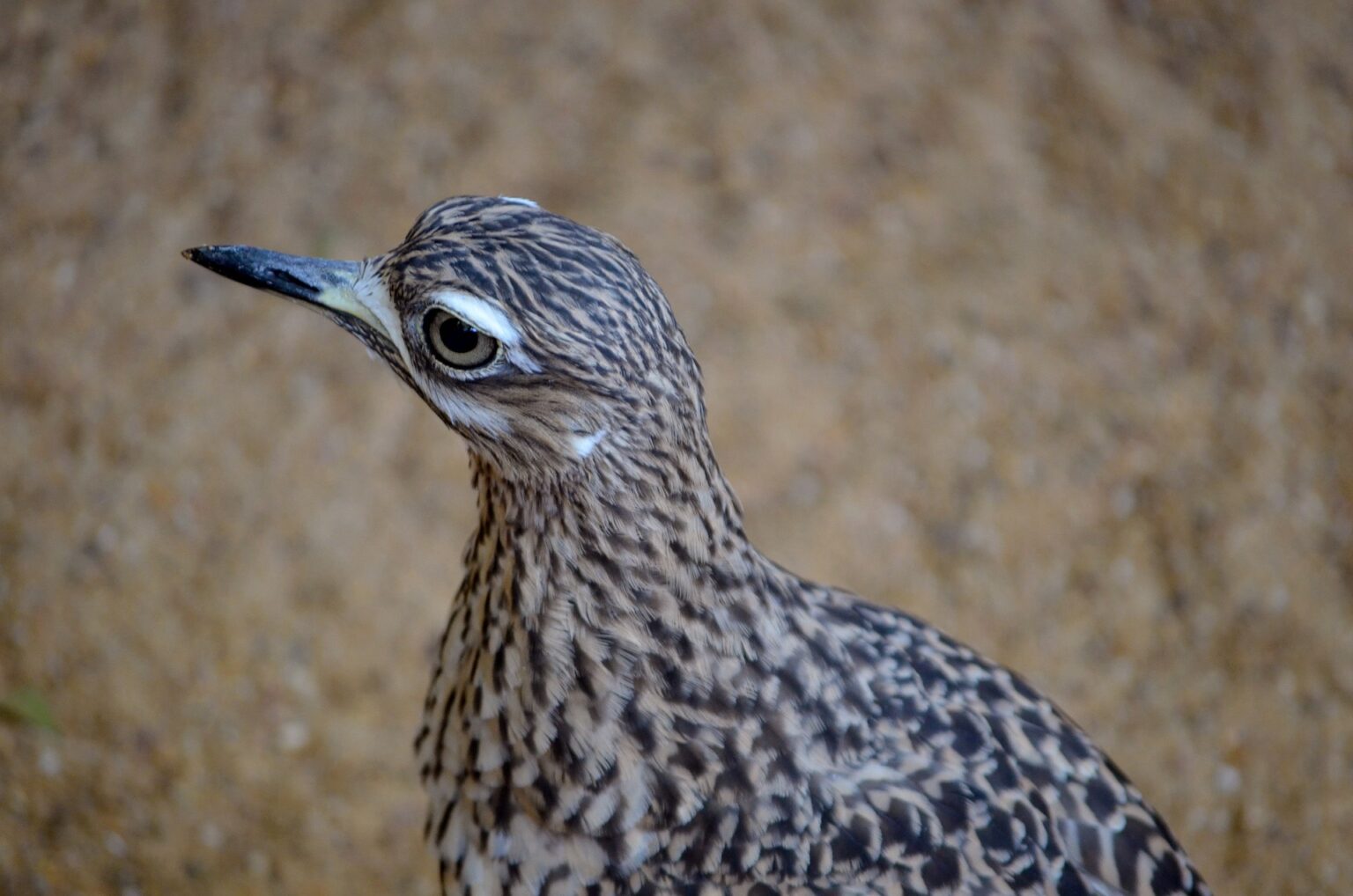 Alcaraván de El Cabo - BIOPARC Fuengirola
