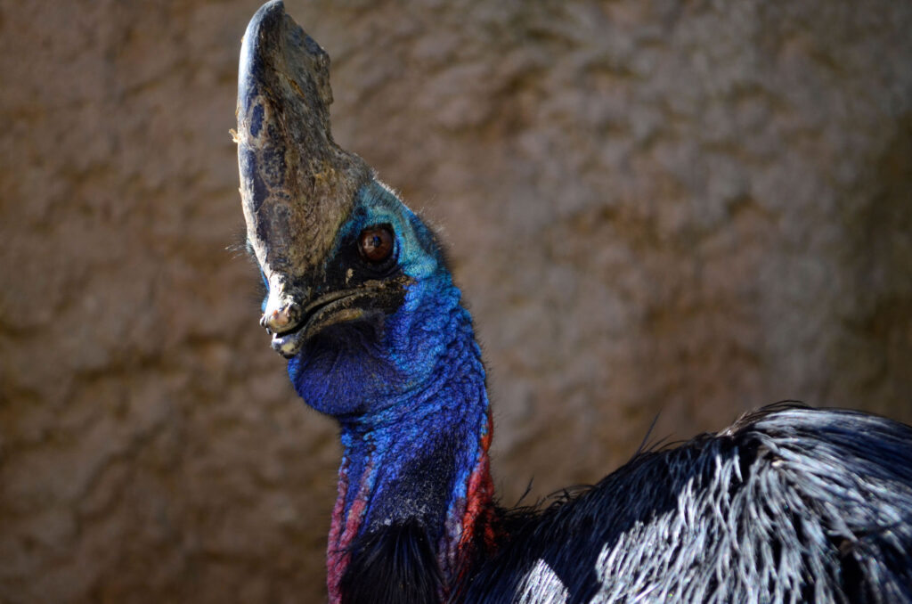 Common cassowary - BIOPARC Fuengirola