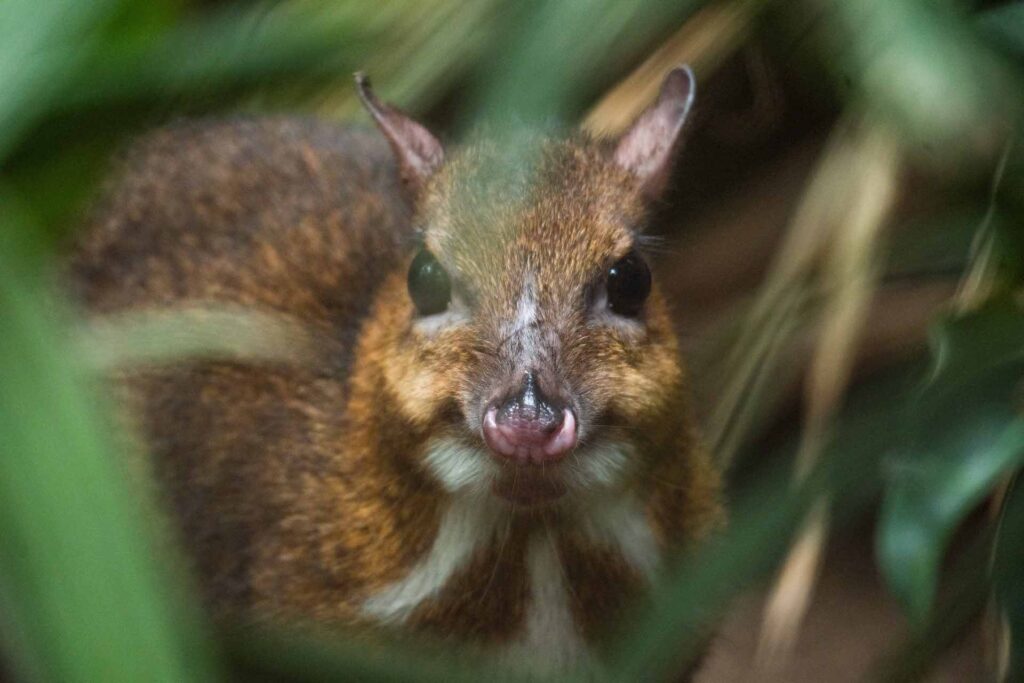 Ciervo ratón menor - BIOPARC Fuengirola