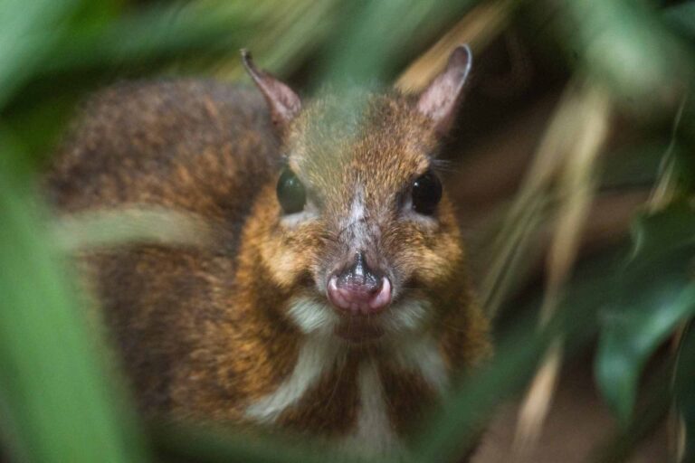 Ciervo ratón menor - Biopark Fuengirola