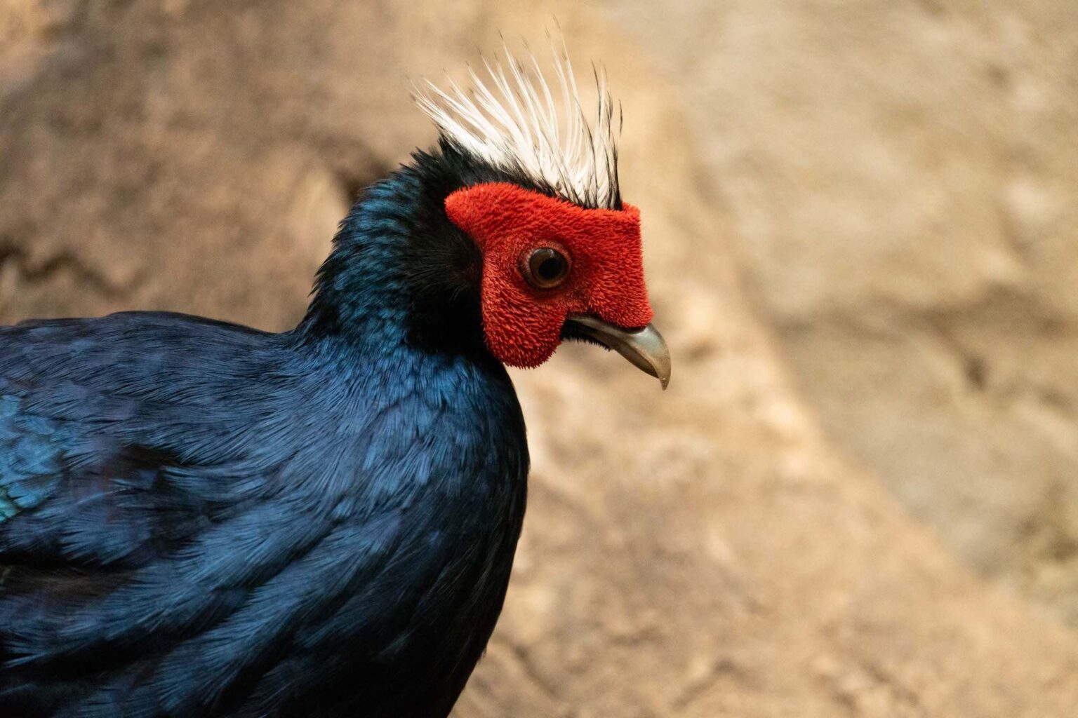 Faisán de Edwards - BIOPARC Fuengirola