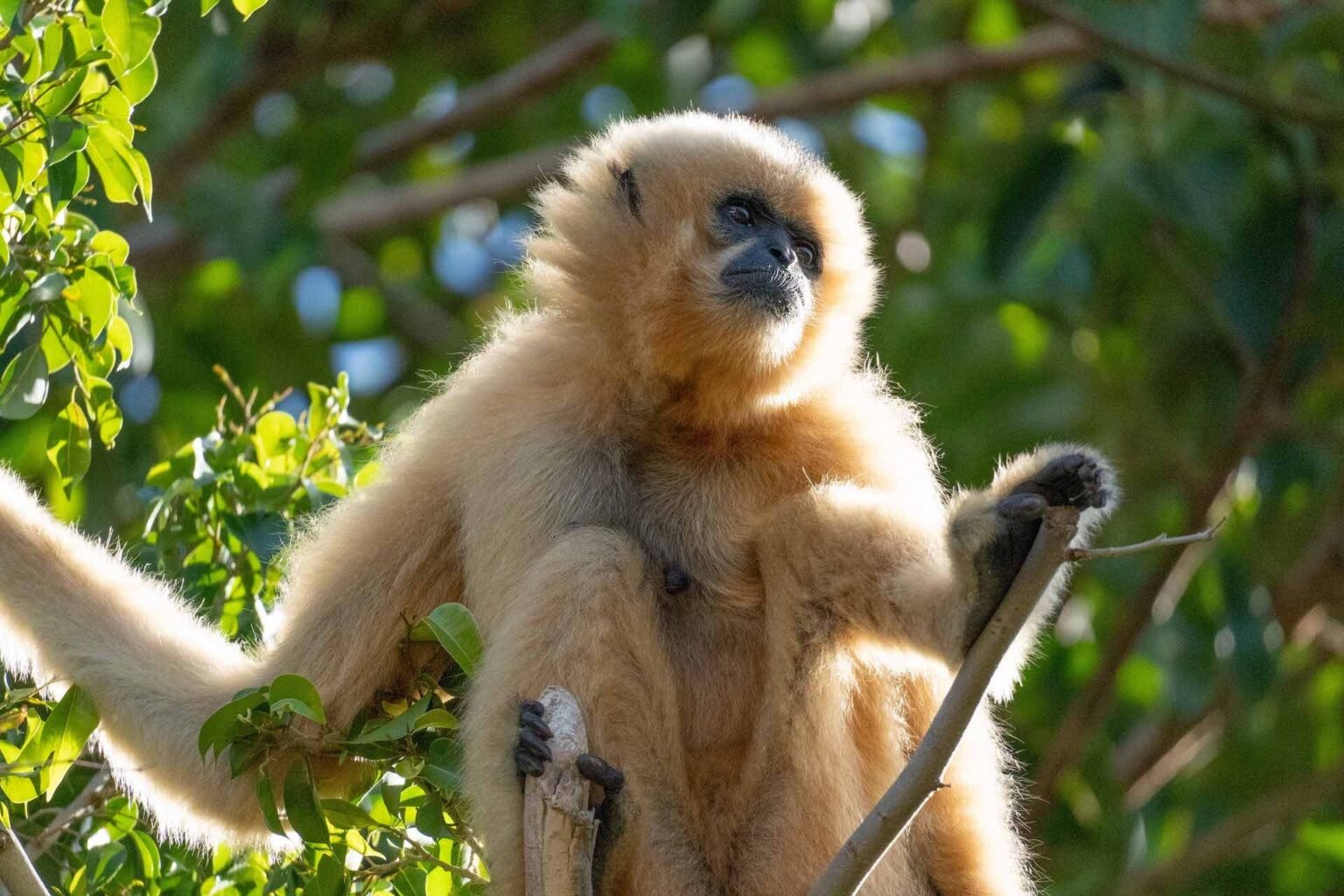 Golden-cheeked gibbon - BIOPARC Fuengirola