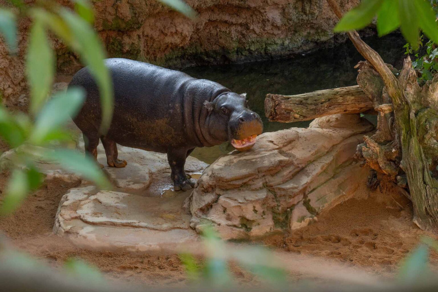 Hipopótamo pigmeo - BIOPARC Fuengirola