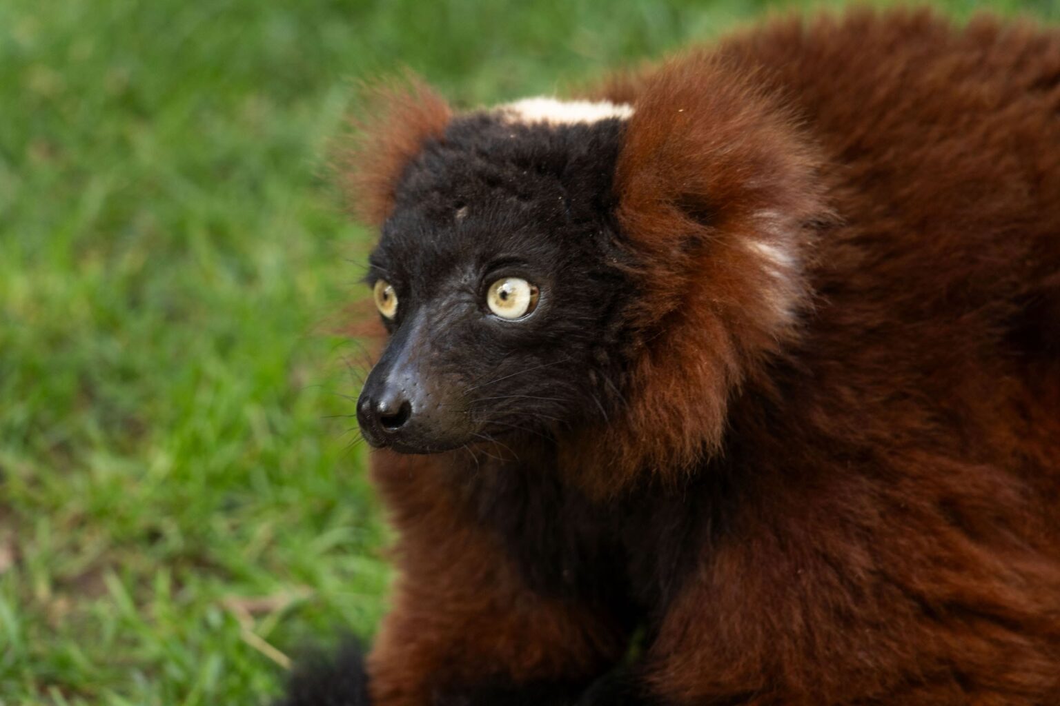 Red lemur - BIOPARC Fuengirola
