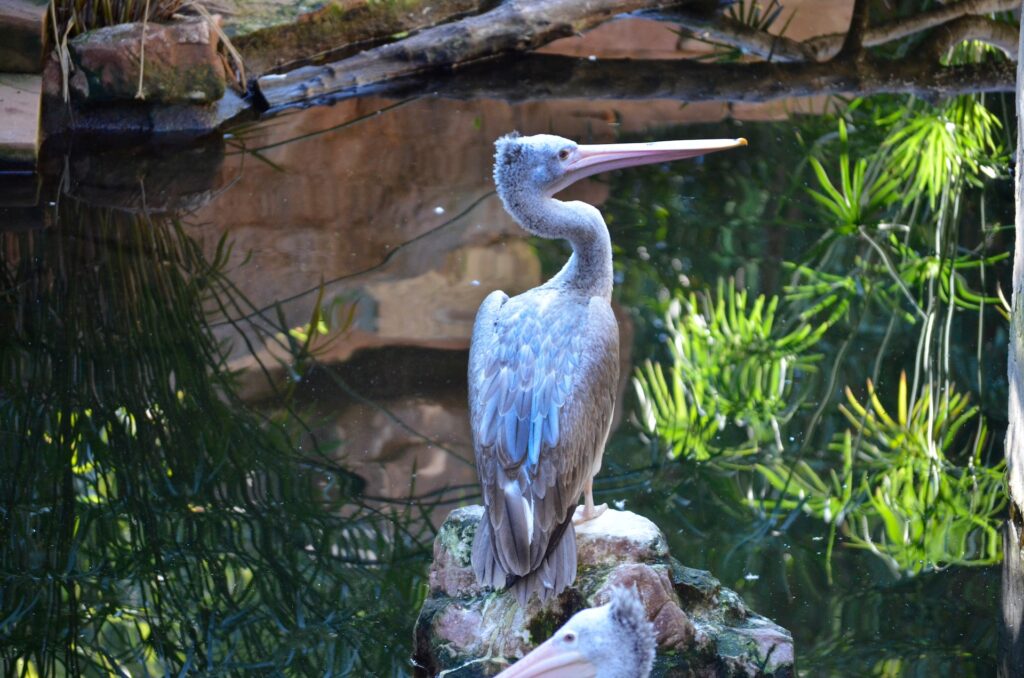 Pelícano oriental - BIOPARC Fuengirola