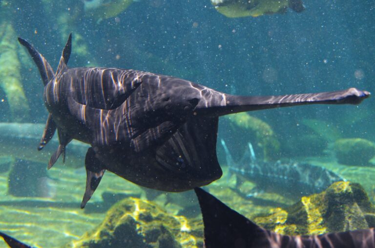 Pez espátula - BIOPARC Fuengirola