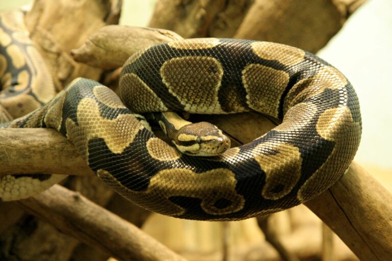 Pitón real - BIOPARC Fuengirola
