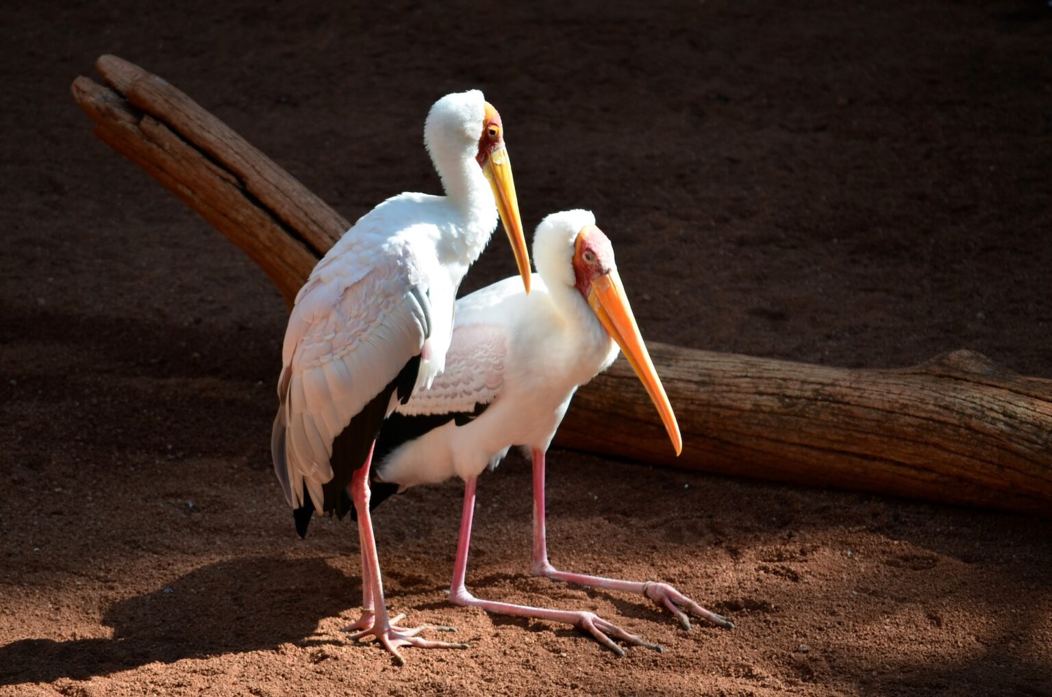 Tántalo africano - BIOPARC Fuengirola