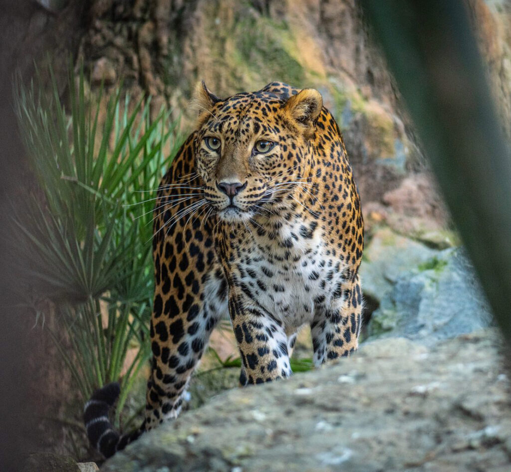 Conservación - BIOPARC Fuengirola