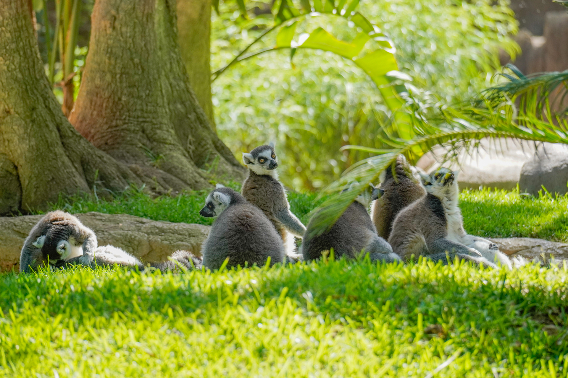 Isla de Madagascar - BIOPARC Fuengirola