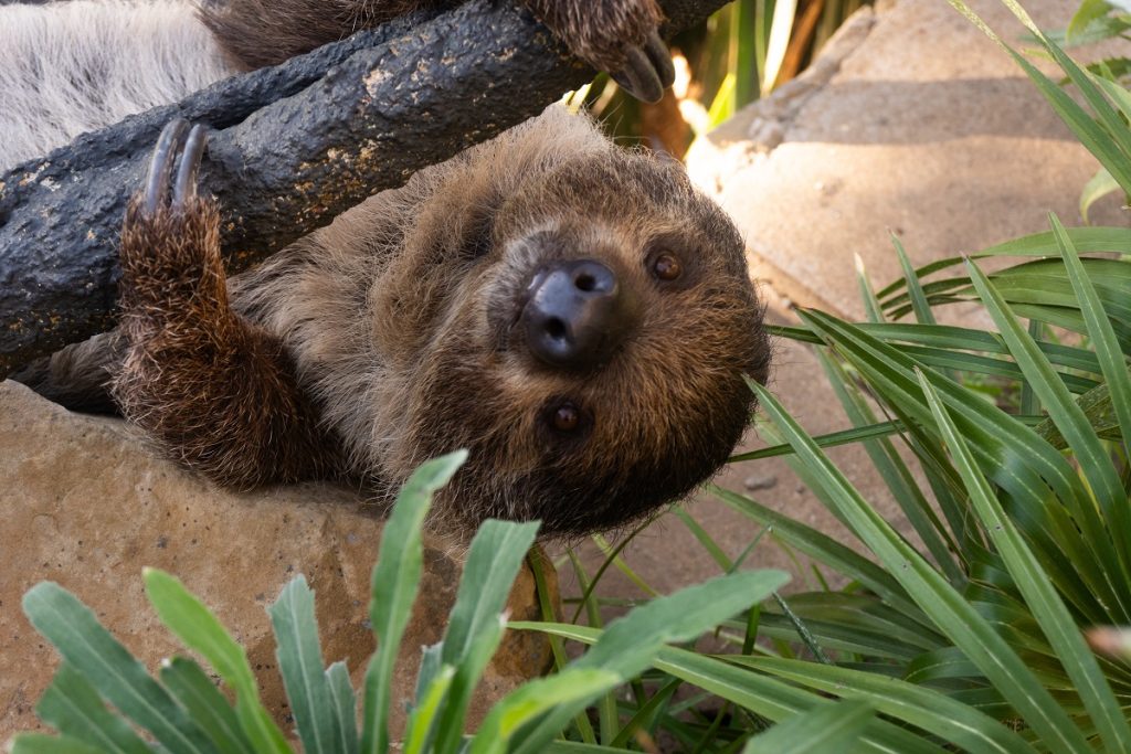 Linnaeus's two-toed sloth - BIOPARC Fuengirola