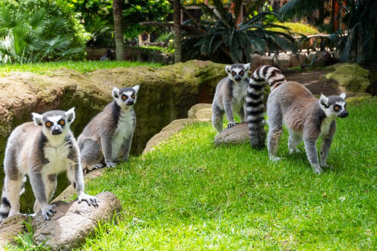 Home - BIOPARC Fuengirola