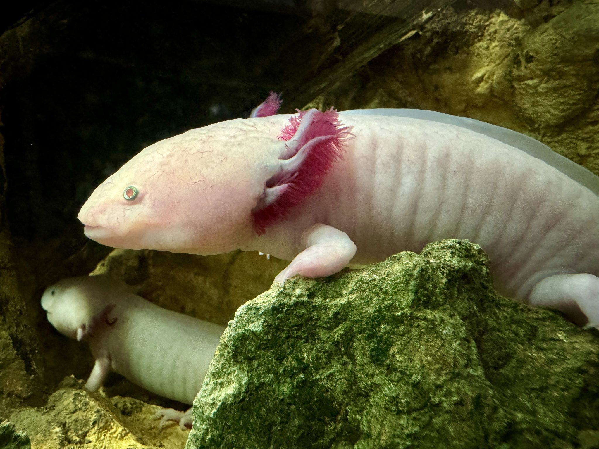 De axolotl: de verrassende amfibie die door een Spanjaard voor Europa ...