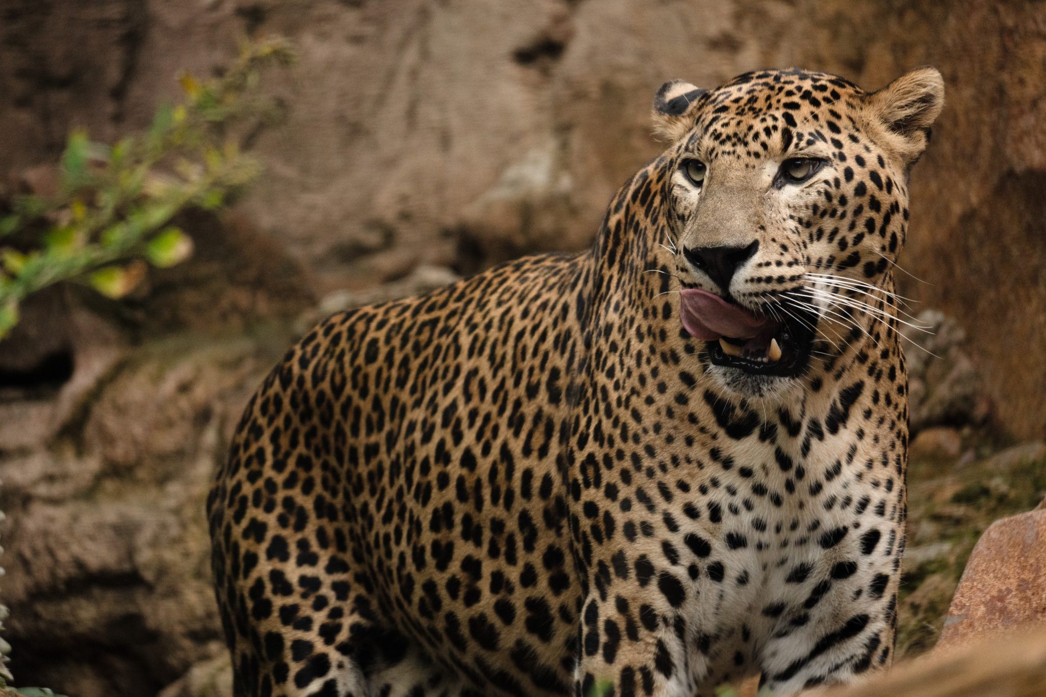 - BIOPARC Fuengirola